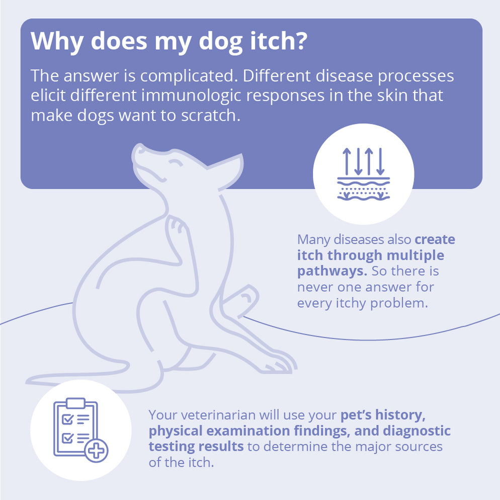 Miconahex+ Triz Spray for Animals with Skin Conditions — Lambert Vet ...