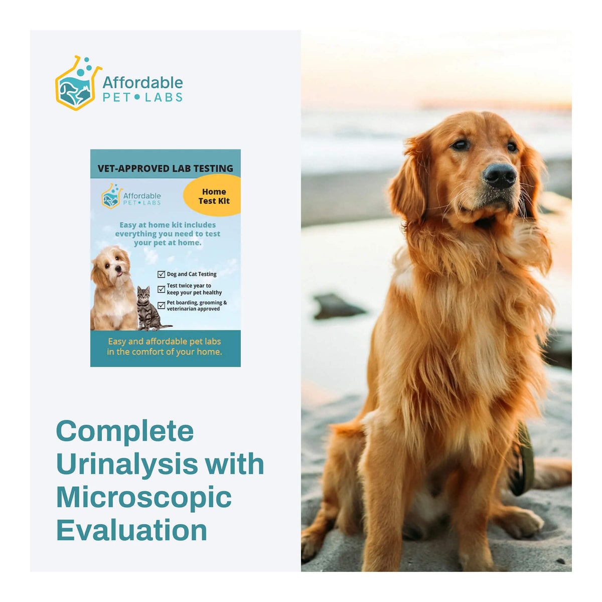 Complete Urinalysis with Microscopic Evaluation For Dogs — Lambert Vet ...