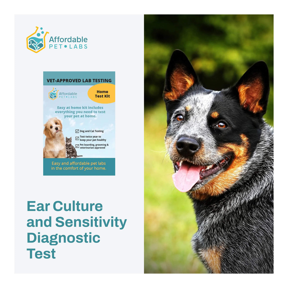 Ear Culture and Sensitivity Diagnostic Test For Dogs, Easy Home Kit ...
