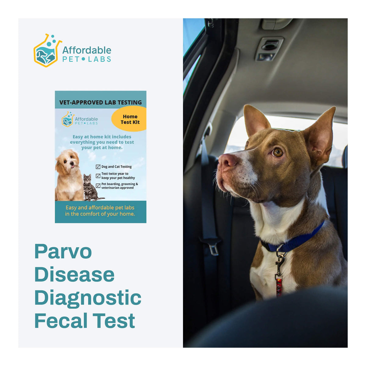 Parvo Disease Diagnostic Fecal Test For Dogs, Easy Home Kit — Lambert ...