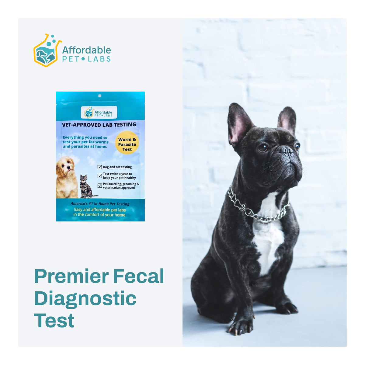 Premier Fecal Diagnostic Test For Dogs Home Kit by Affordable Pet Labs ...