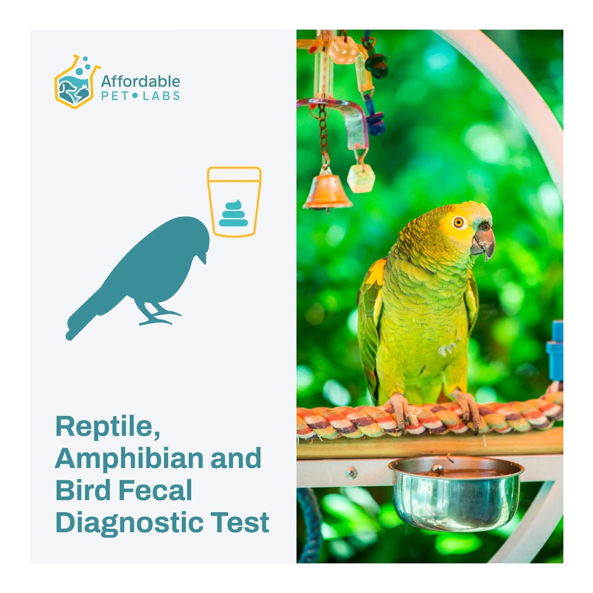 Reptile, Amphibian and Bird Fecal Diagnostic Test, Easy Home Kit ...