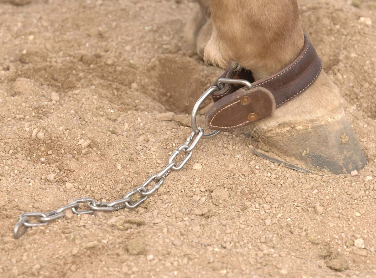 Professional's Choice Al Dunning Kick Chain for Horses — Lambert Vet ...