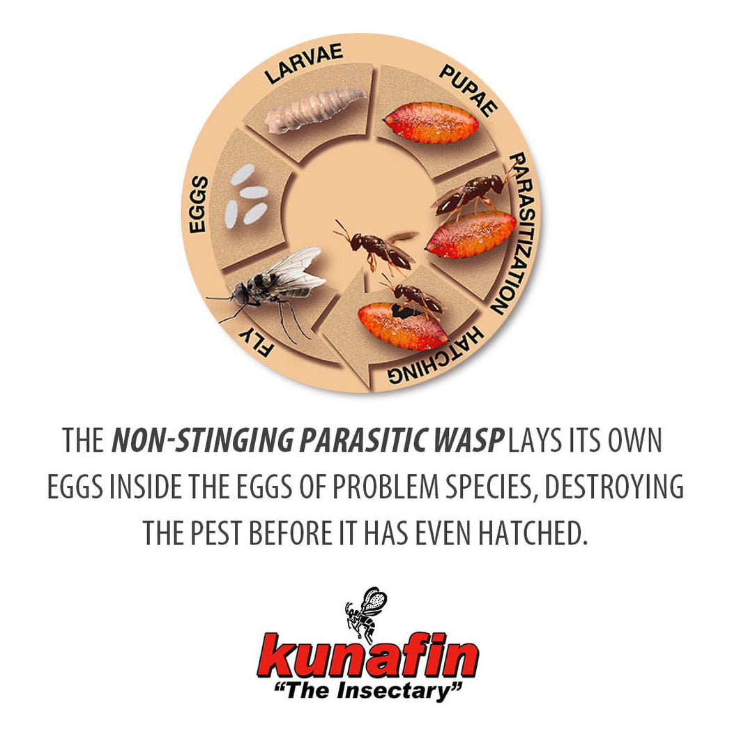 Biological Fly Control by Kunafin (Parasitic Wasps) — Lambert Vet Supplies