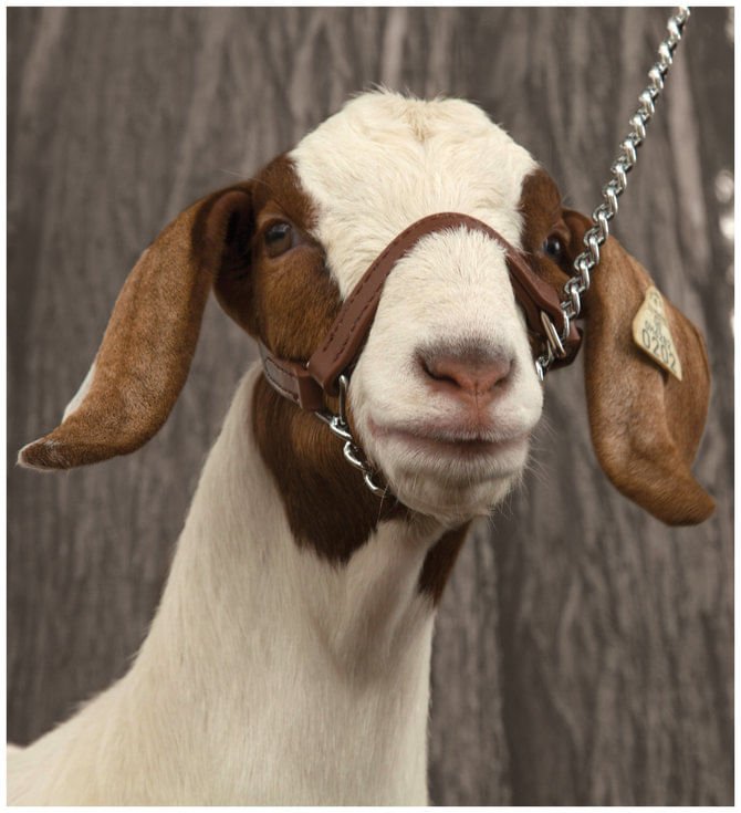 Brahma Webb Show Goat Halter, Small/ Large — Lambert Vet Supplies