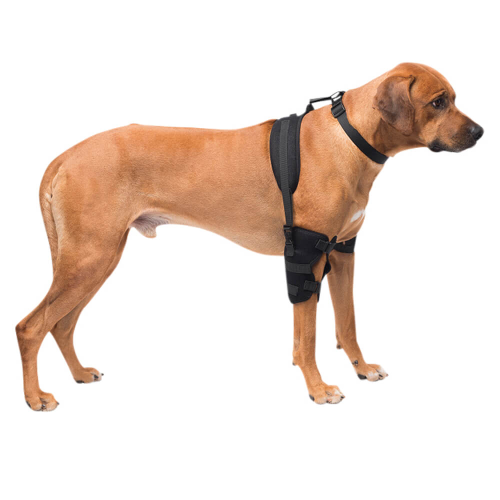 Caldera Pet Therapy Elbow Wrap with Therapy Gel, Large size — Lambert ...