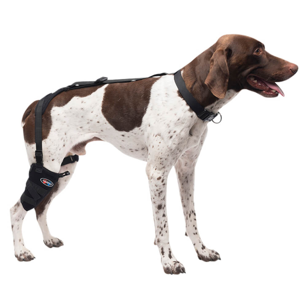 Caldera Pet Therapy Short Stifle Wrap for Dogs with Therapy Gel, Medium ...