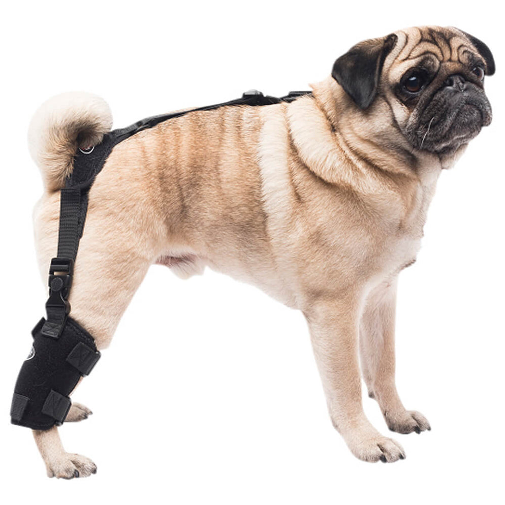 Caldera Pet Therapy Tarsal/Stifle Wrap with Therapy Gel, Small ...