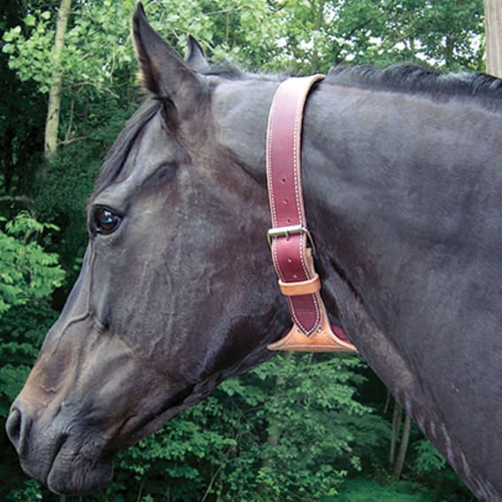 Dare Cribbing Control Collar for Horses — Lambert Vet Supplies