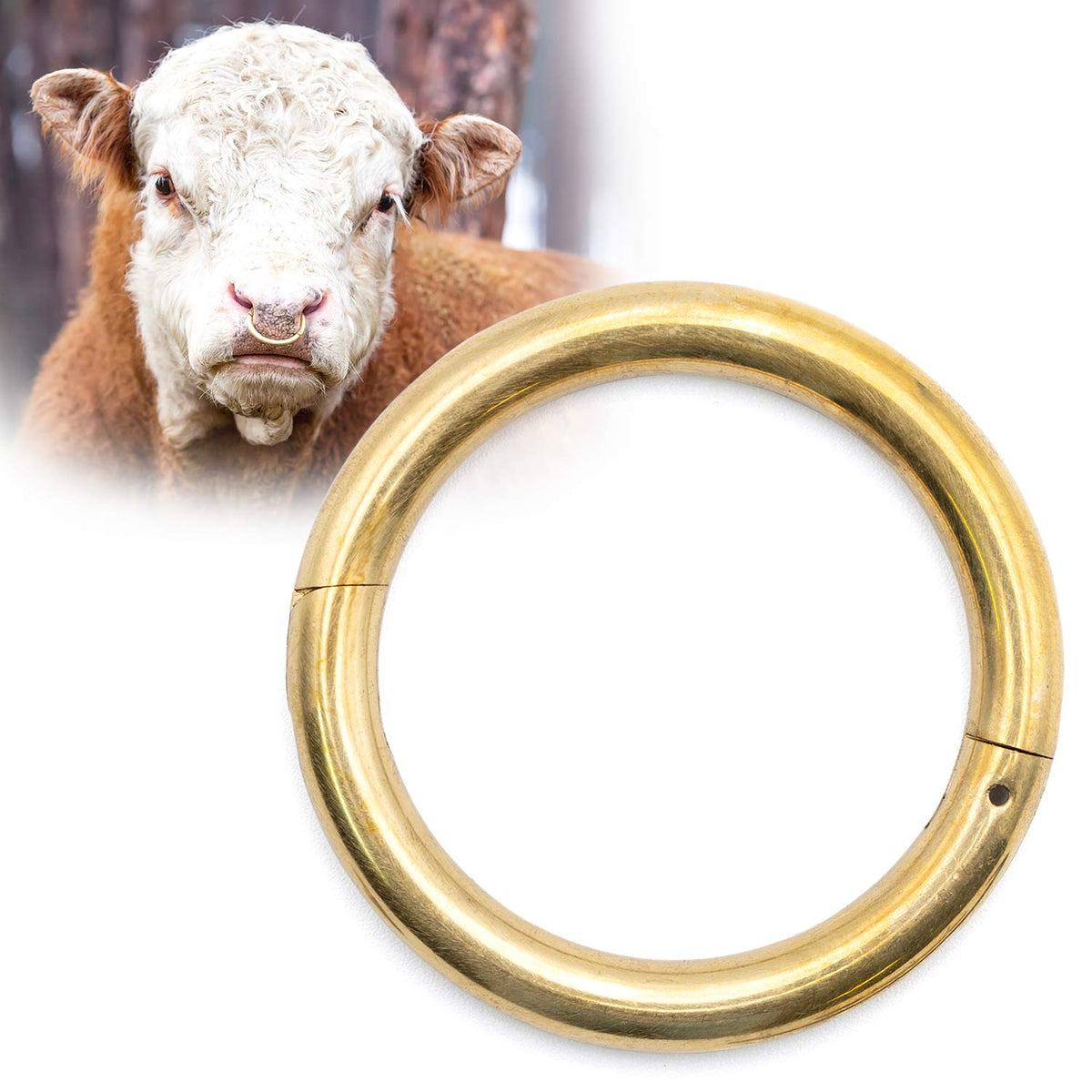 Jeffers Bull Rings, Self-piercing — Lambert Vet Supplies