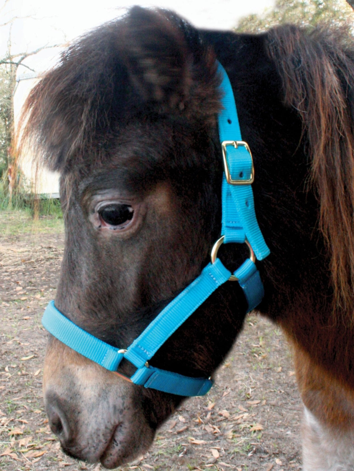 Jeffers Miniature Horse Halter Durable Nylon, 2-Ply, 3/4" — Lambert Vet ...