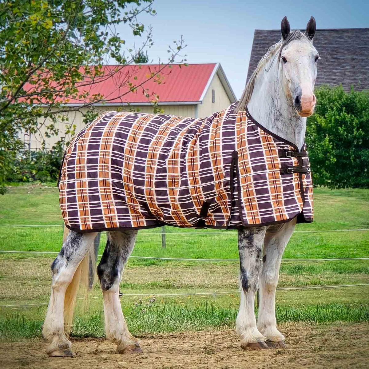 Jeffers Solaris 1200D Draft Turnout Sheet for Pre-sale — Lambert Vet ...
