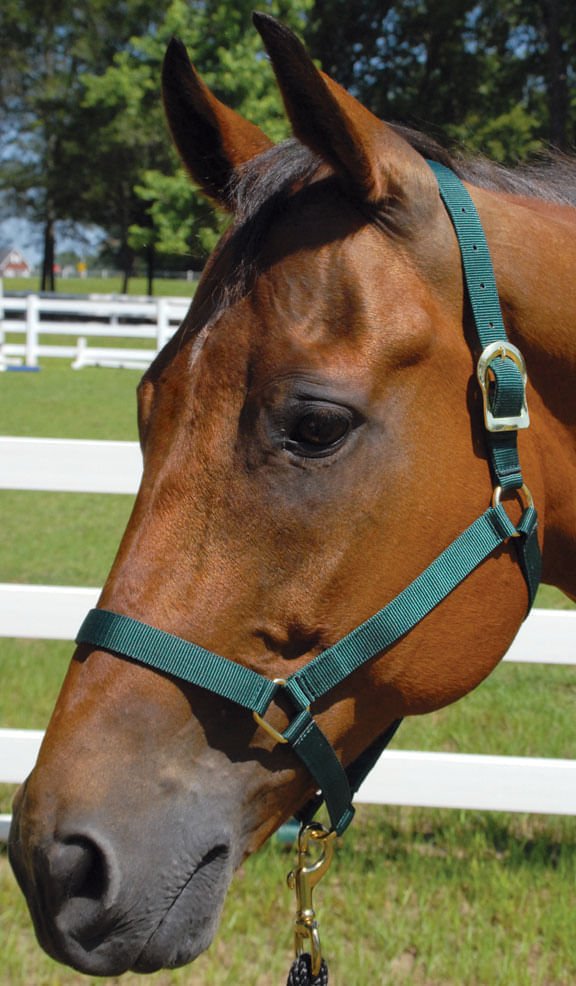 Jeffers Turnout 2-Ply Nylon Suckling to Adult Horse Halters — Lambert ...