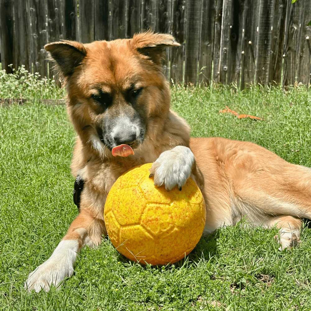 8" Jolly Soccer Ball Toys for Dogs — Lambert Vet Supplies