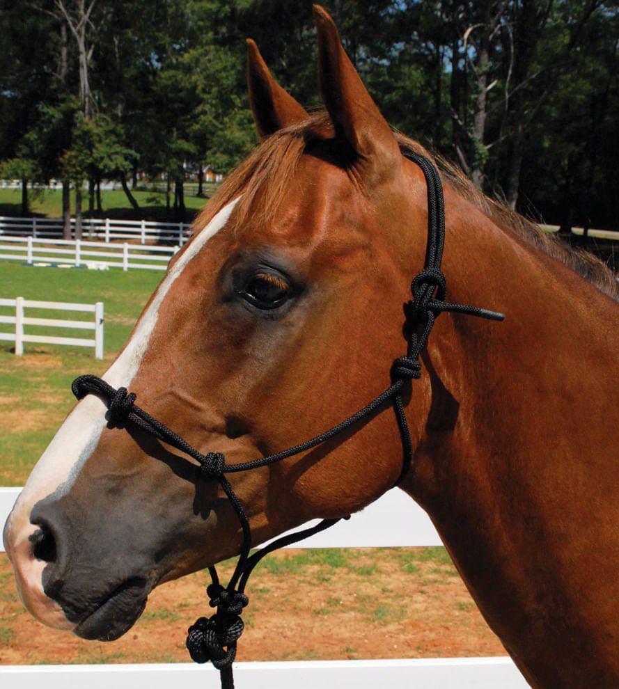 Knotted Training Horse Halter by Mustang Mfg. — Lambert Vet Supplies