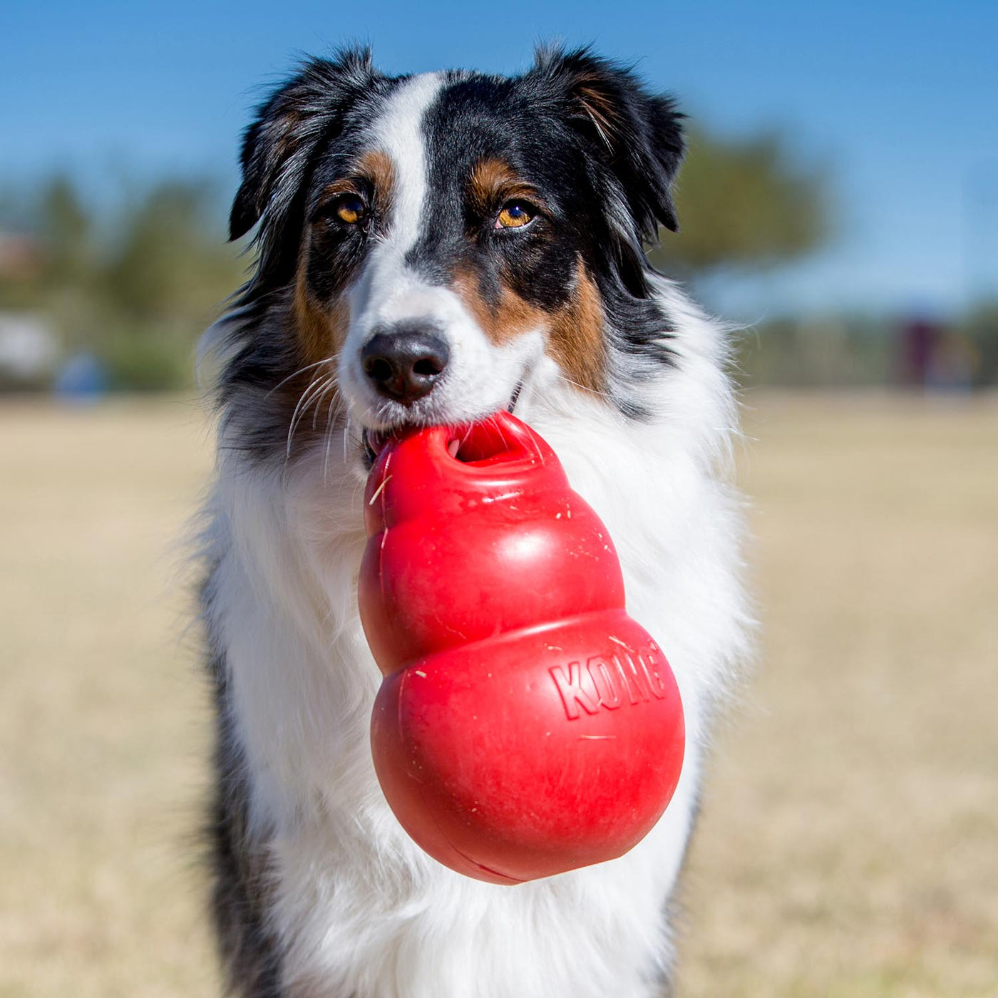 KONG Bounzer Dog Toy, XLarge — Lambert Vet Supplies
