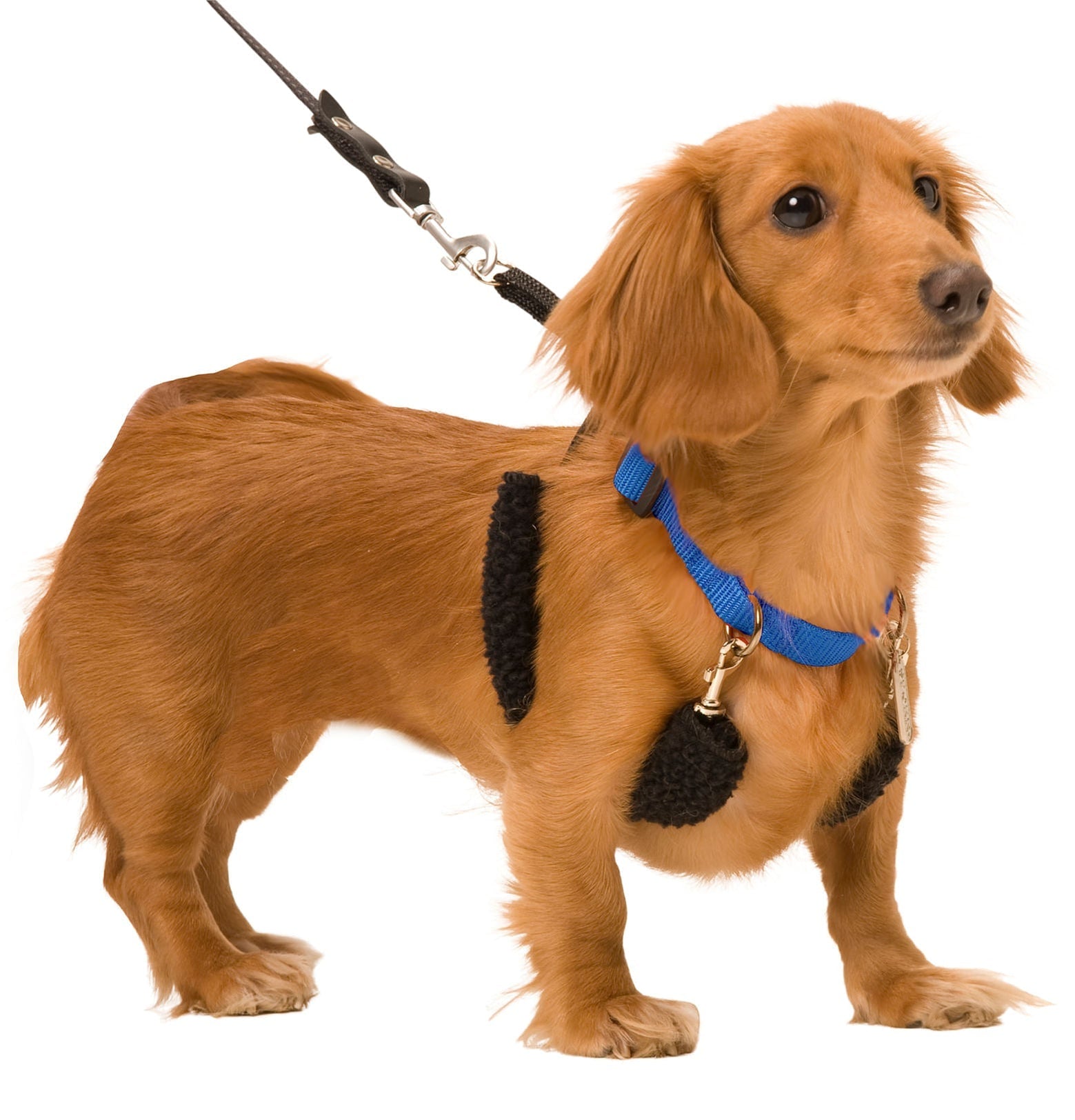 Original Sporn Training Halter for Dogs, Blue — Lambert Vet Supplies