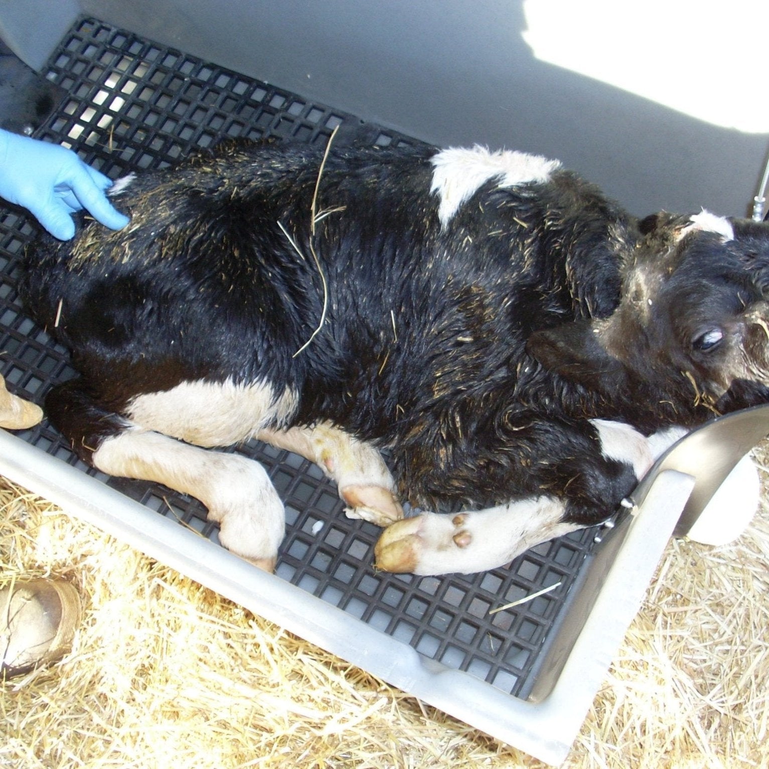 Roy-L-Heat Calf Warmer Box with 110-volt heater — Lambert Vet Supplies