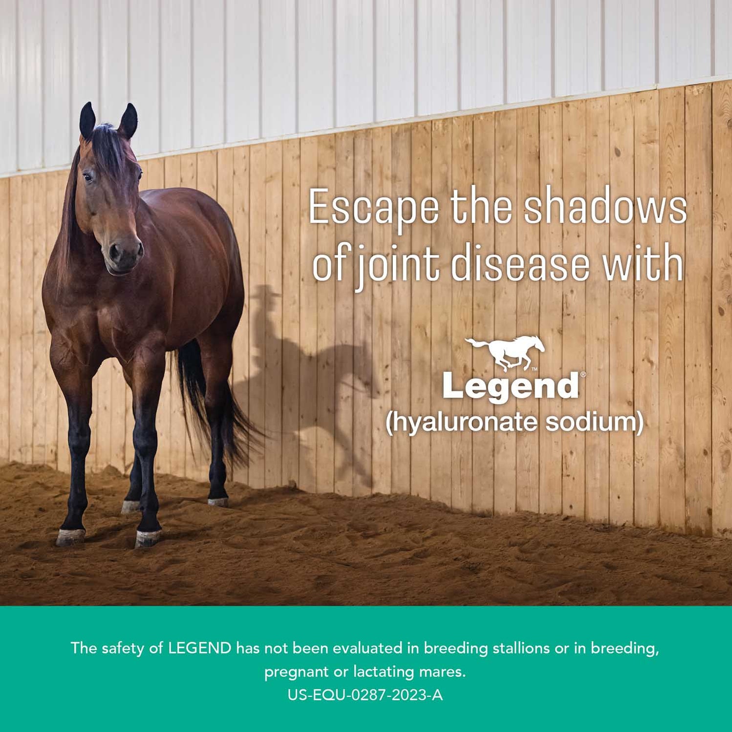 Rx Legend Injectable for Horse Joint Health — Lambert Vet Supplies