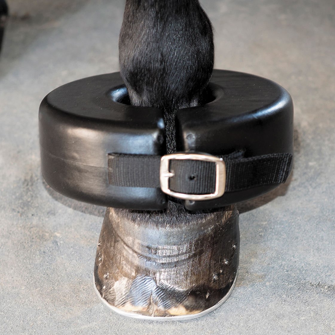 Shoe Boil Ring by Partrade — Lambert Vet Supplies