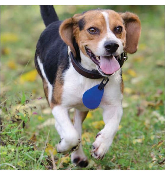 Spectra Shield Dog Flea & Tick Control Medallions — Lambert Vet Supplies