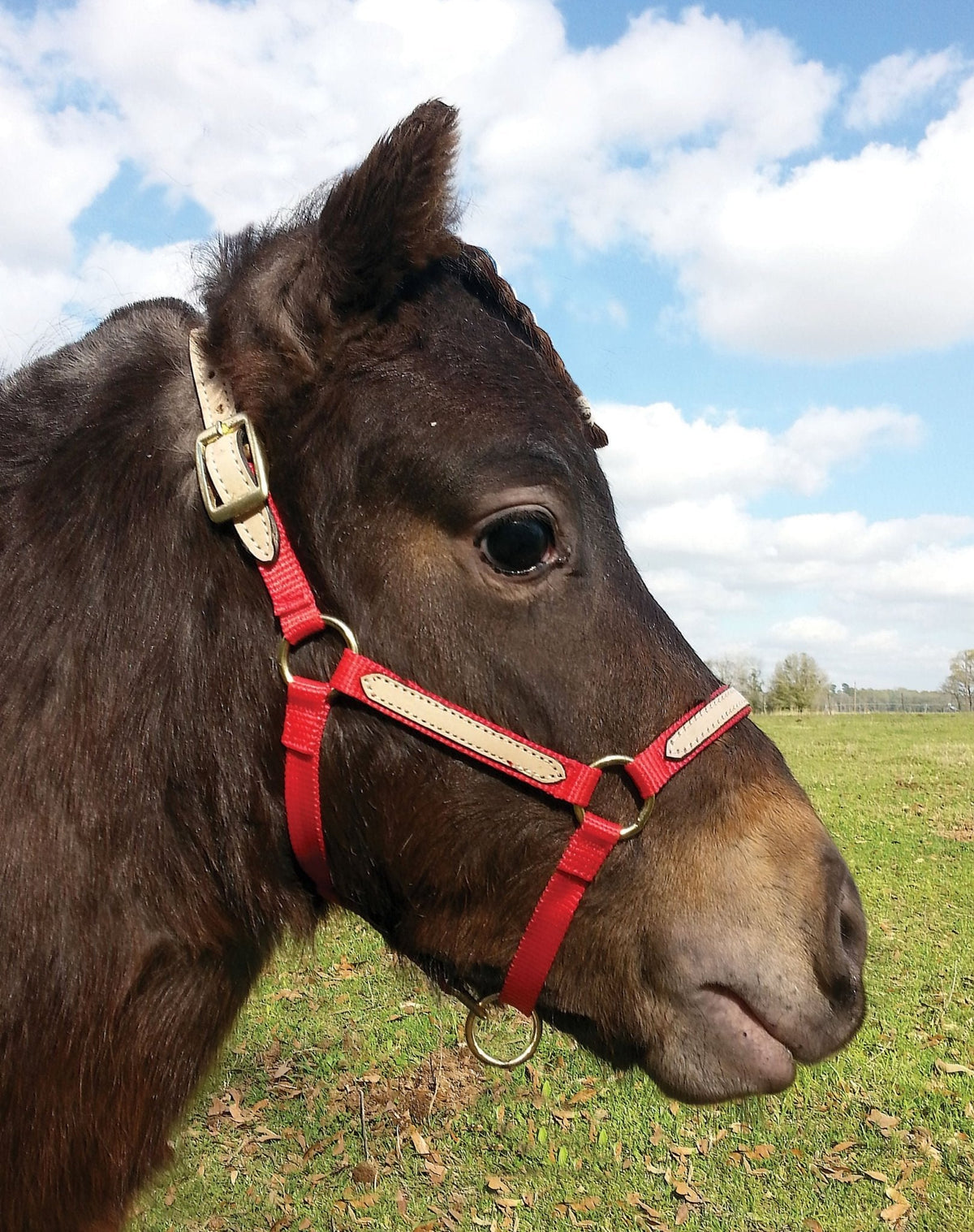 Miniature Horse Breakaway Halter, Large — Lambert Vet Supplies