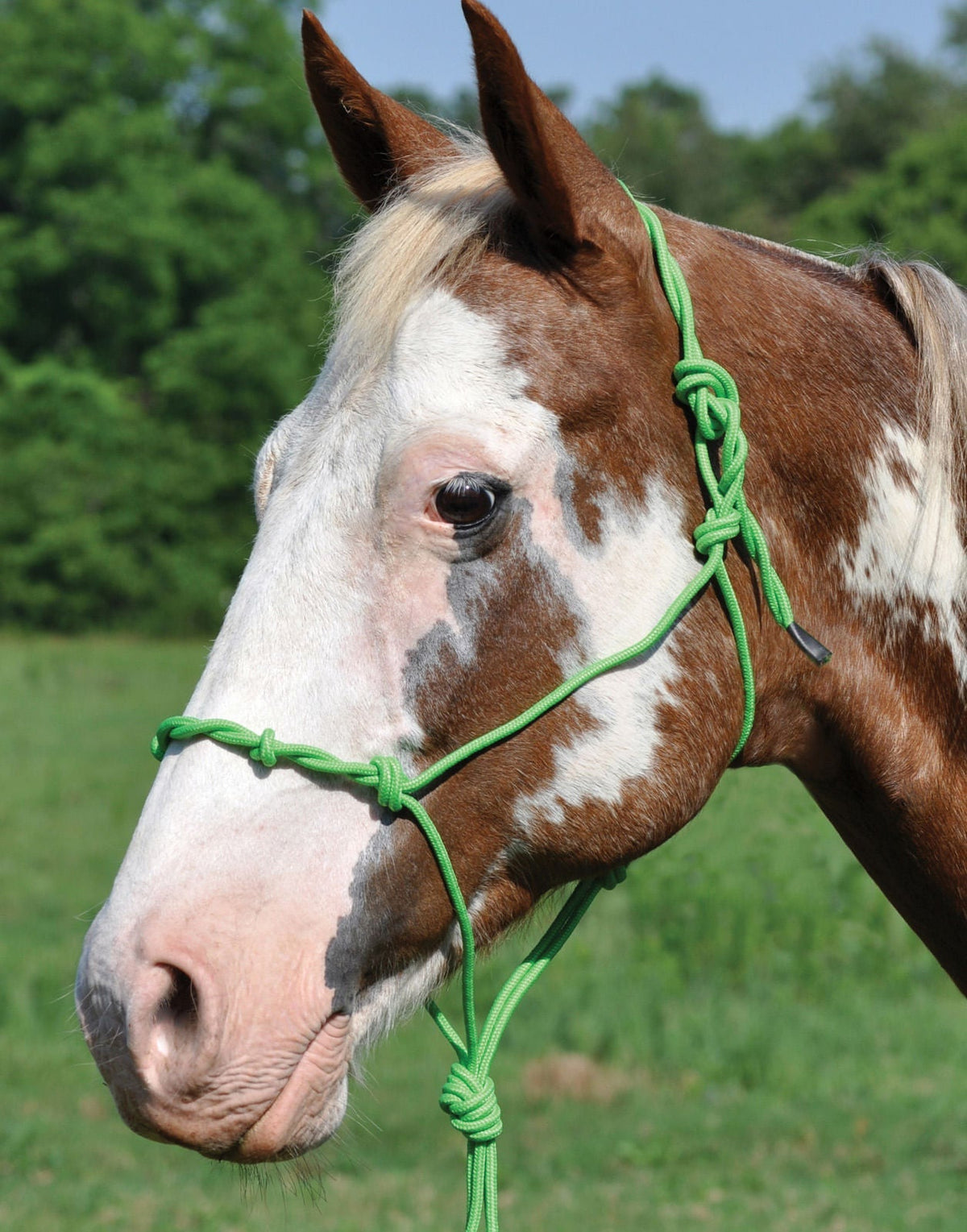Twisted Poly Rope Horse Halter from Mustang Mfg. — Lambert Vet Supplies