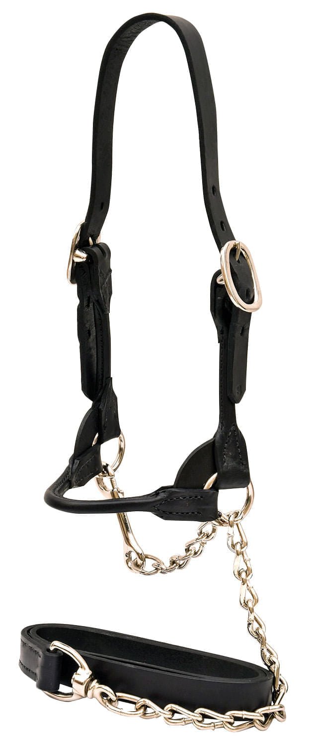 Classic Rounded Cattle Show Halter, Large — Lambert Vet Supplies